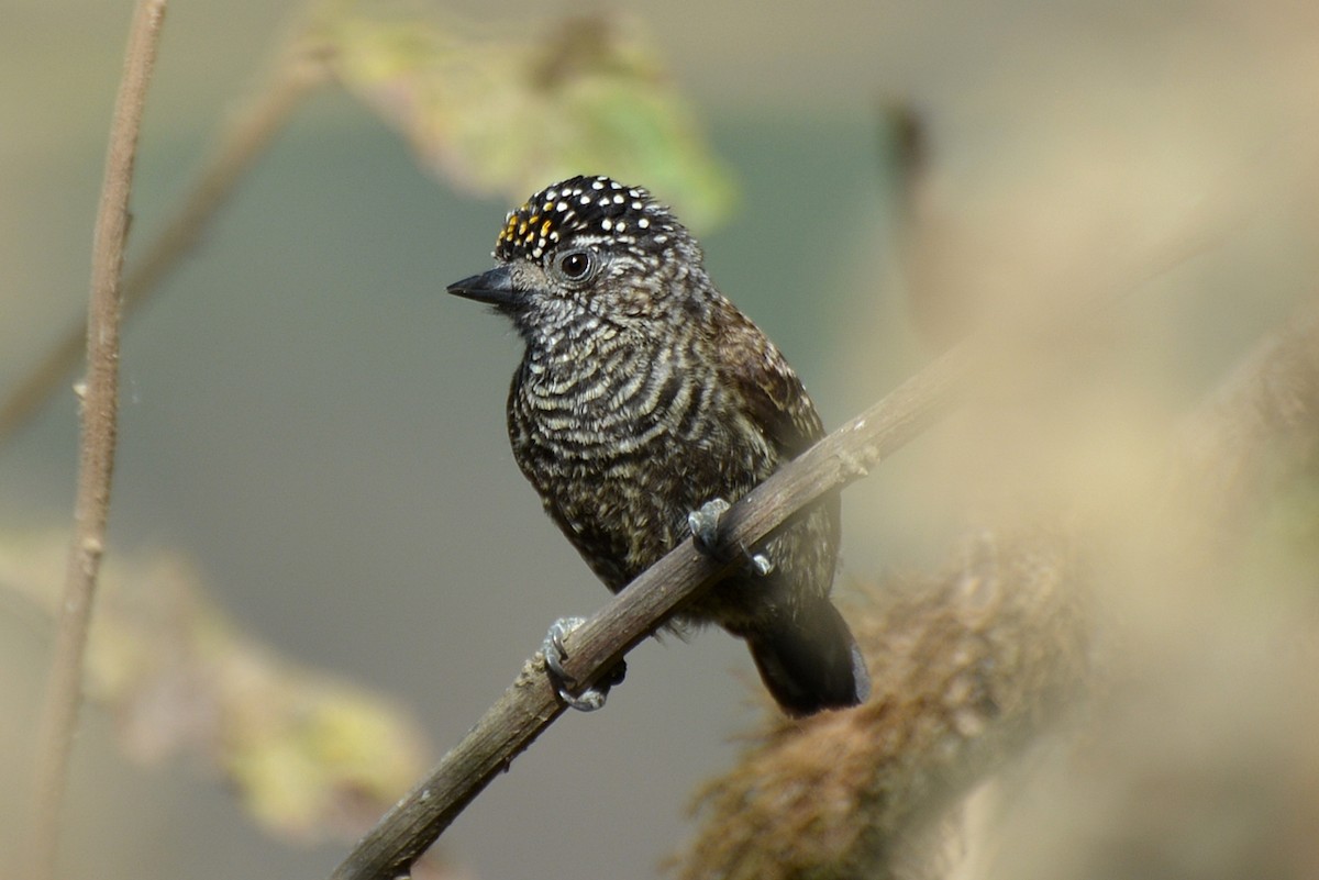 Ecuadorian Piculet - Picumnus sclateri - Birds of the World