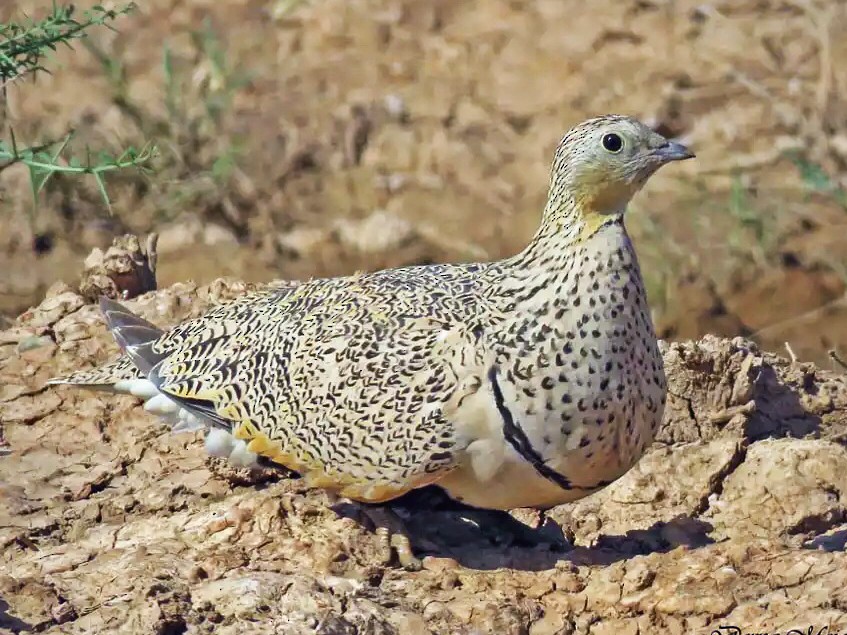 Black-bellied Sandgrouse - eBird