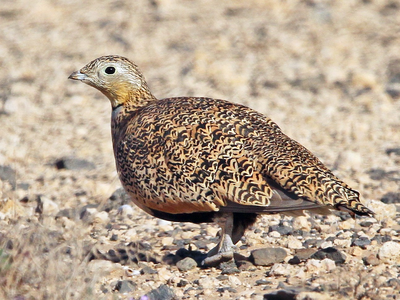 Black-bellied Sandgrouse - eBird
