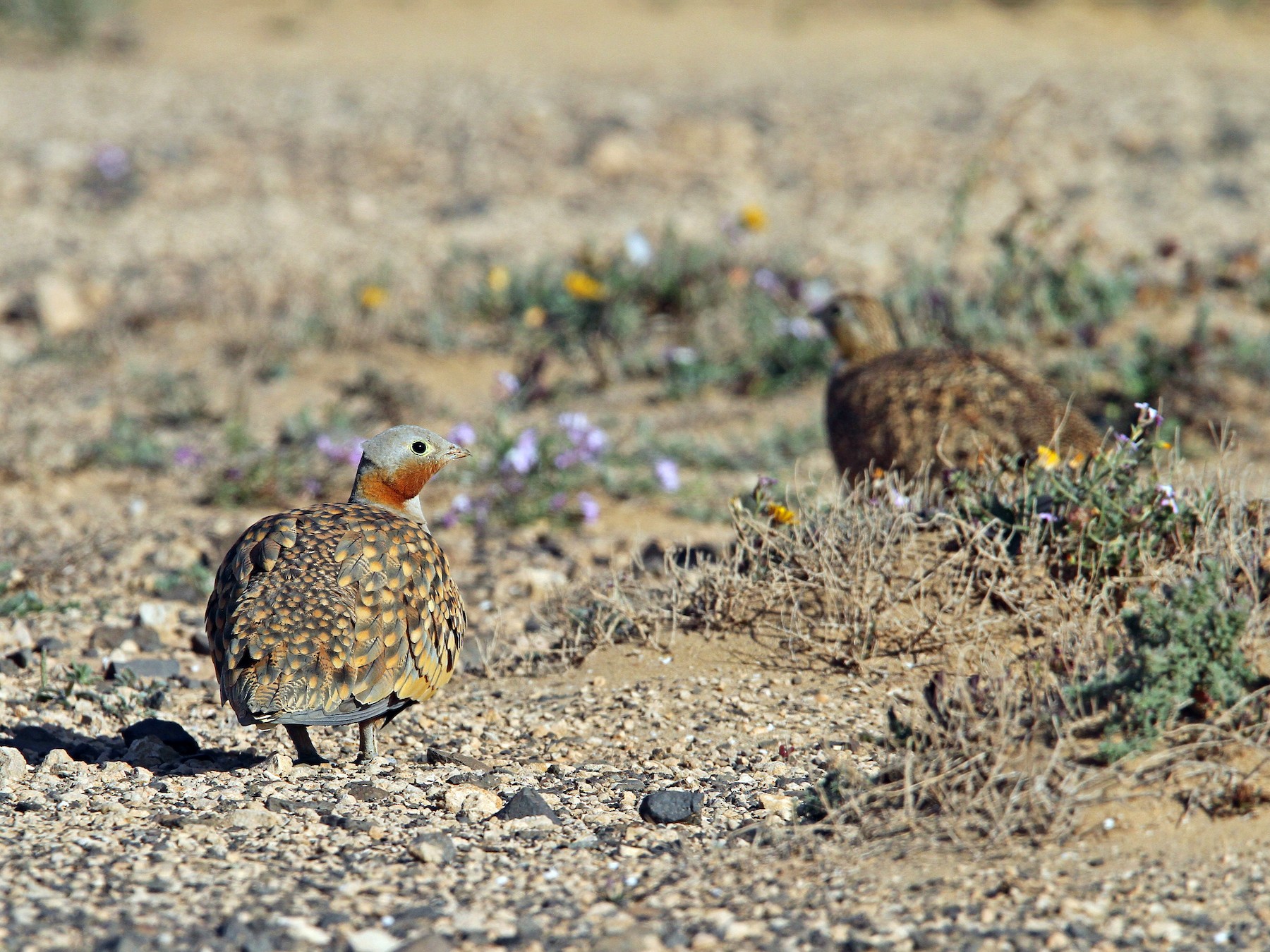 Black-bellied Sandgrouse - eBird