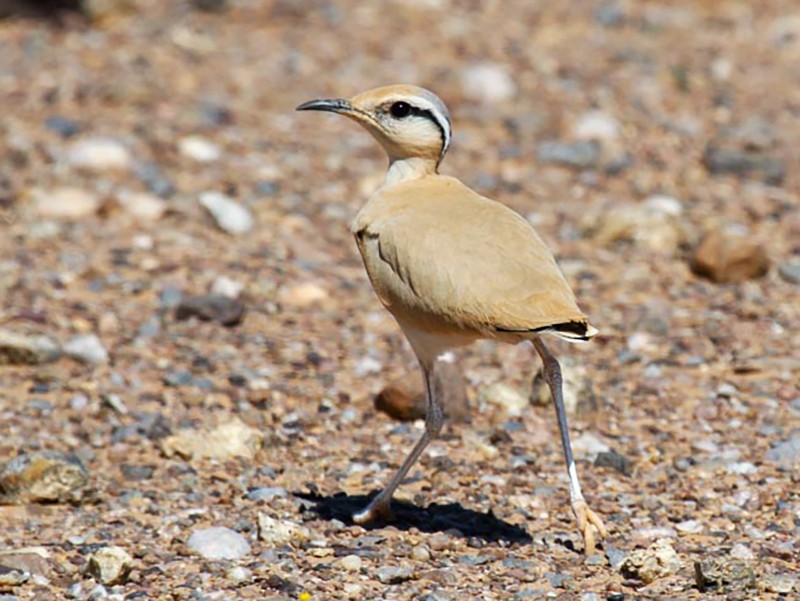Cream-colored Courser - eBird