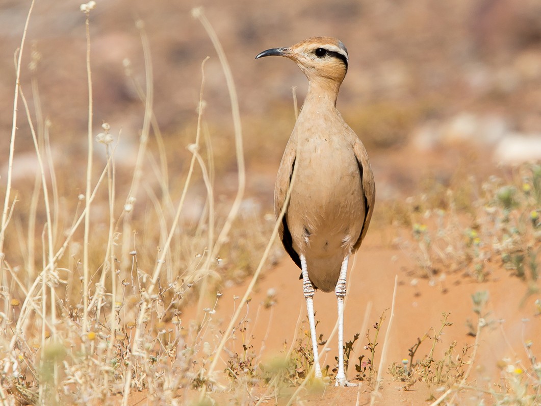 Cream-colored Courser - eBird