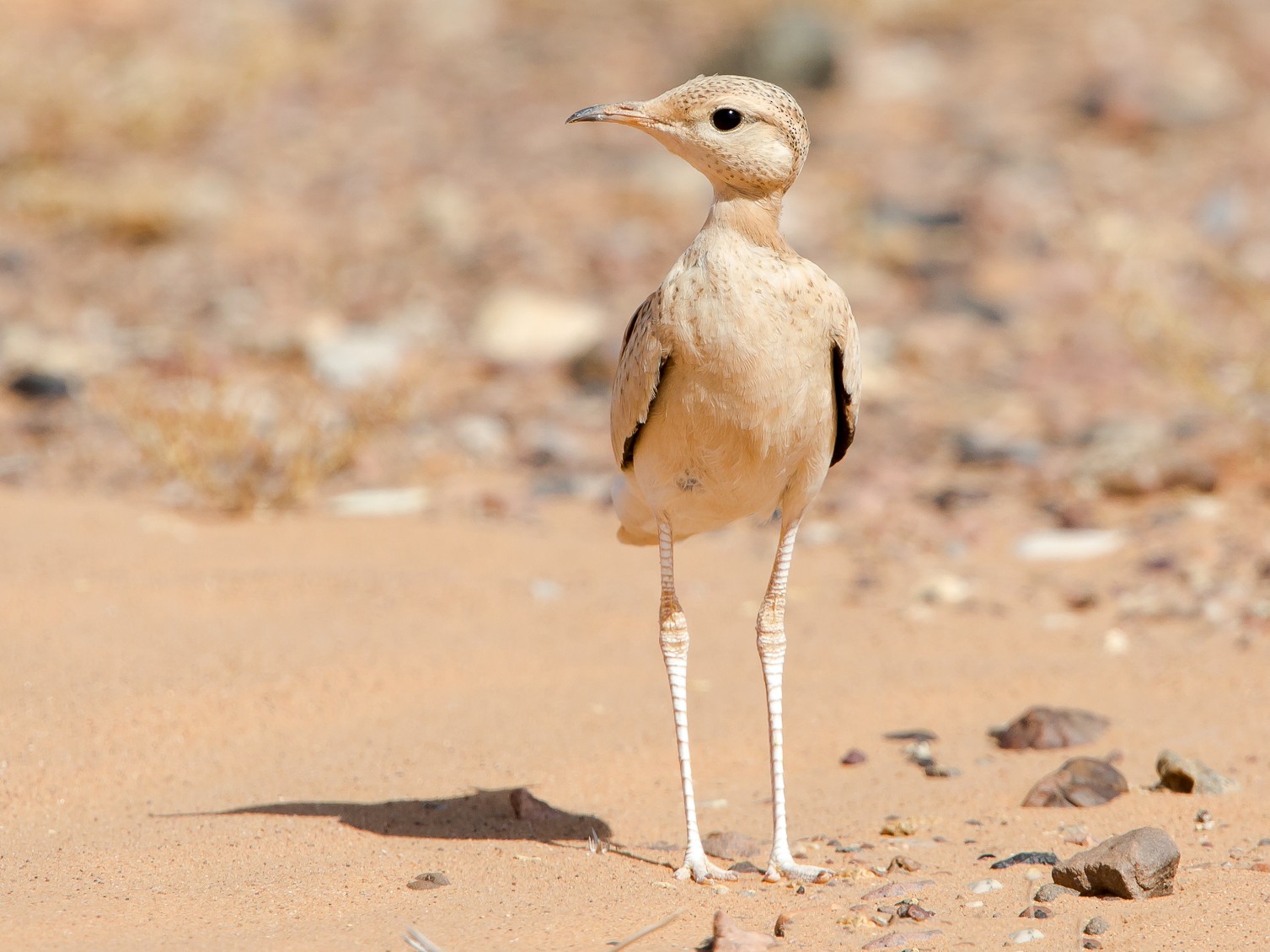 Cream-colored Courser - eBird