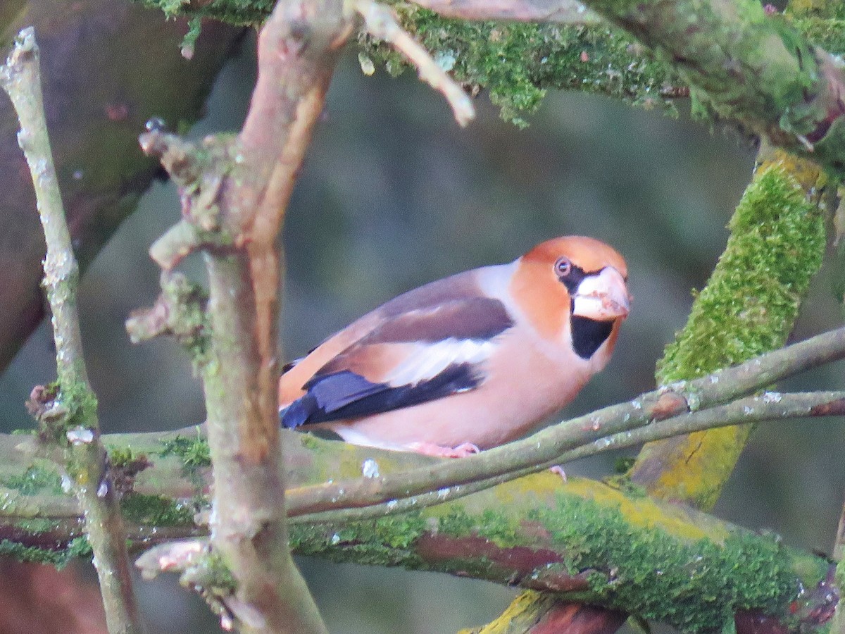 eBird Checklist - 4 Jan 2018 - Forest of Dean--Parkend - 17 species