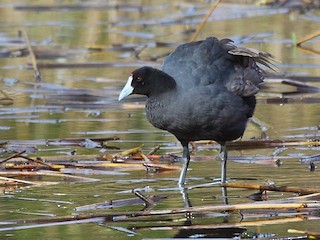 Red-knobbed Coot - eBird