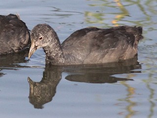 Red-knobbed Coot - eBird