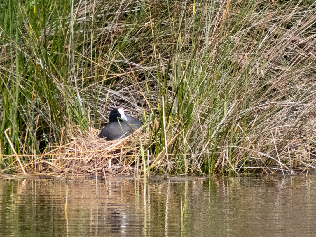 Red-knobbed Coot - eBird