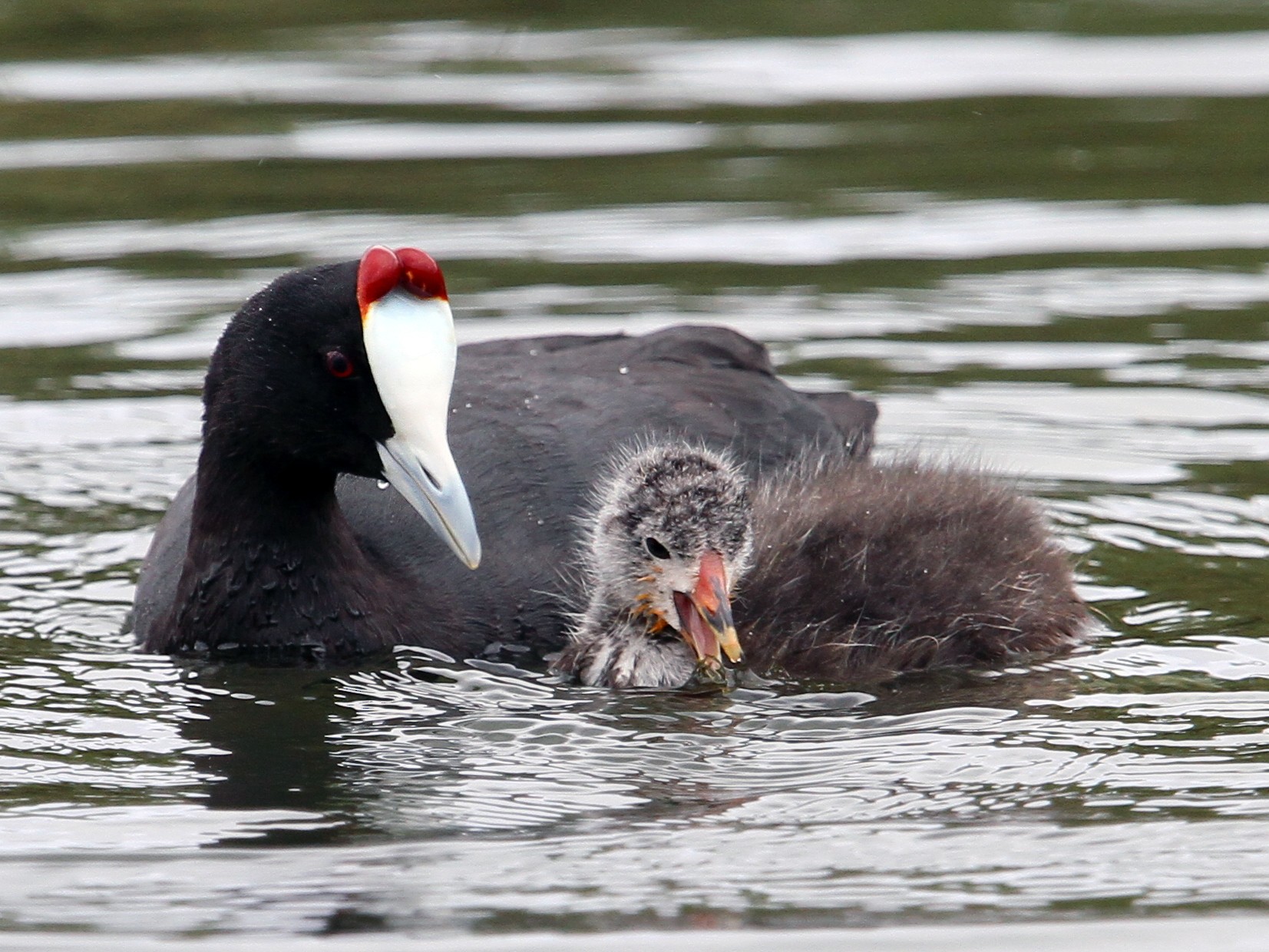 Red-knobbed Coot - eBird