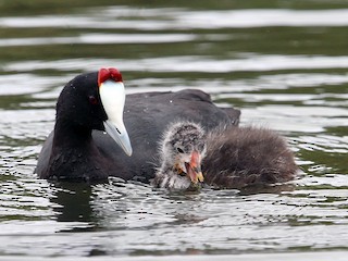 Red-knobbed Coot - eBird