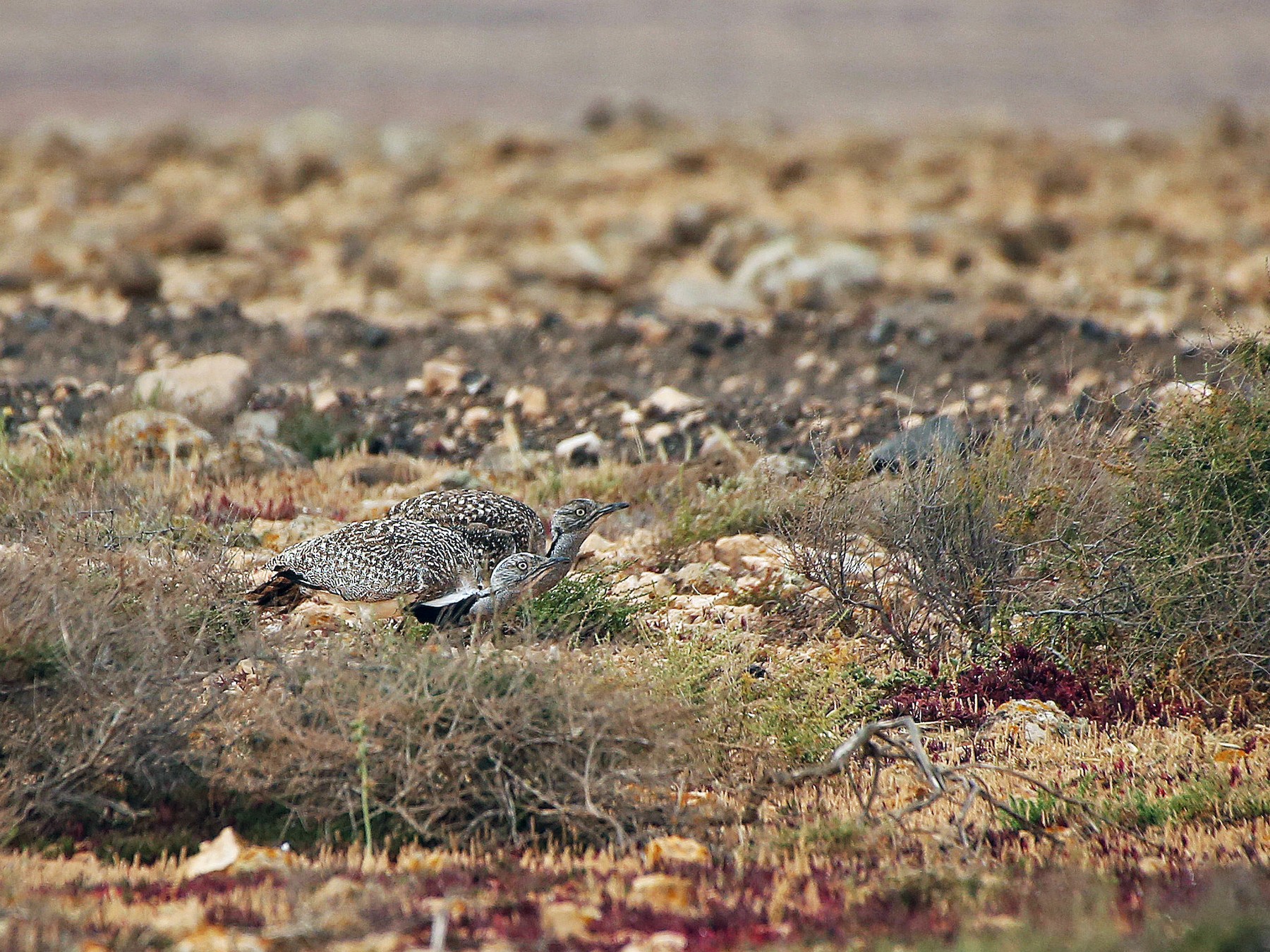 Houbara Bustard - eBird