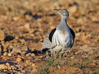 African Houbara - eBird