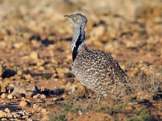African Houbara - eBird