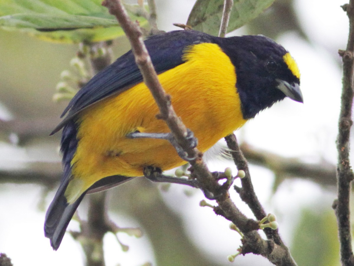 Velvet-fronted Euphonia - Euphonia concinna - Birds of the World