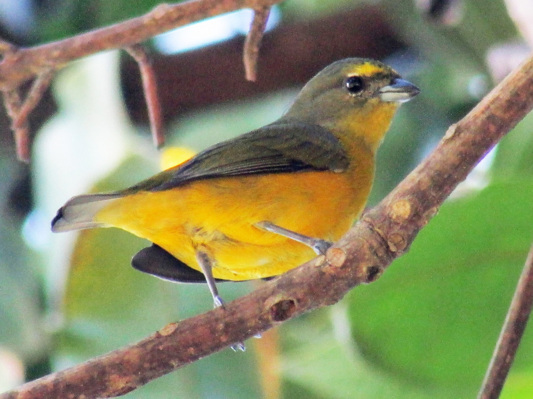 Velvet-fronted Euphonia - eBird