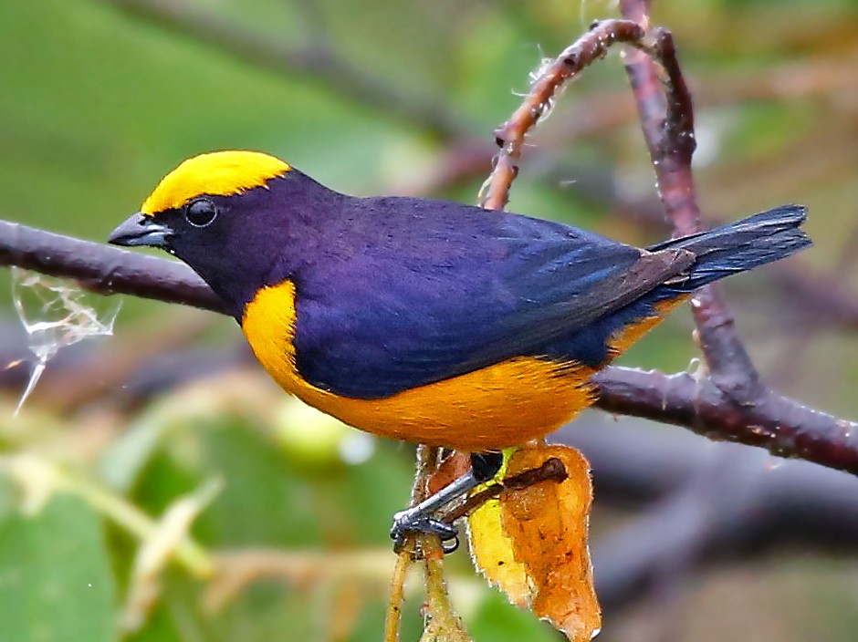 Orange-crowned Euphonia - eBird