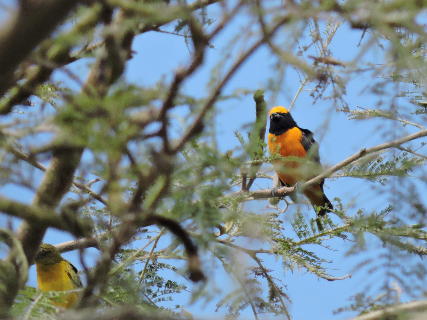 Orange-crowned Euphonia - eBird