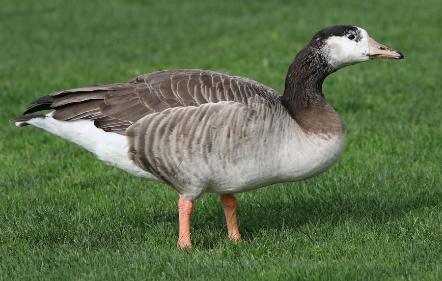 Domestic goose sp. (Domestic type) x Canada Goose (hybrid) - eBird