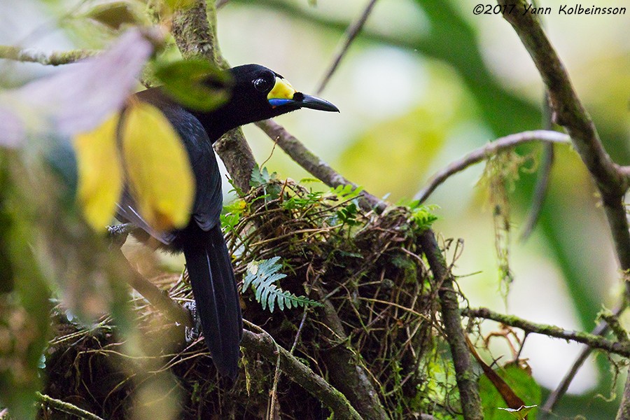 Long-tailed Paradigalla - Paradigalla carunculata - Birds of the World