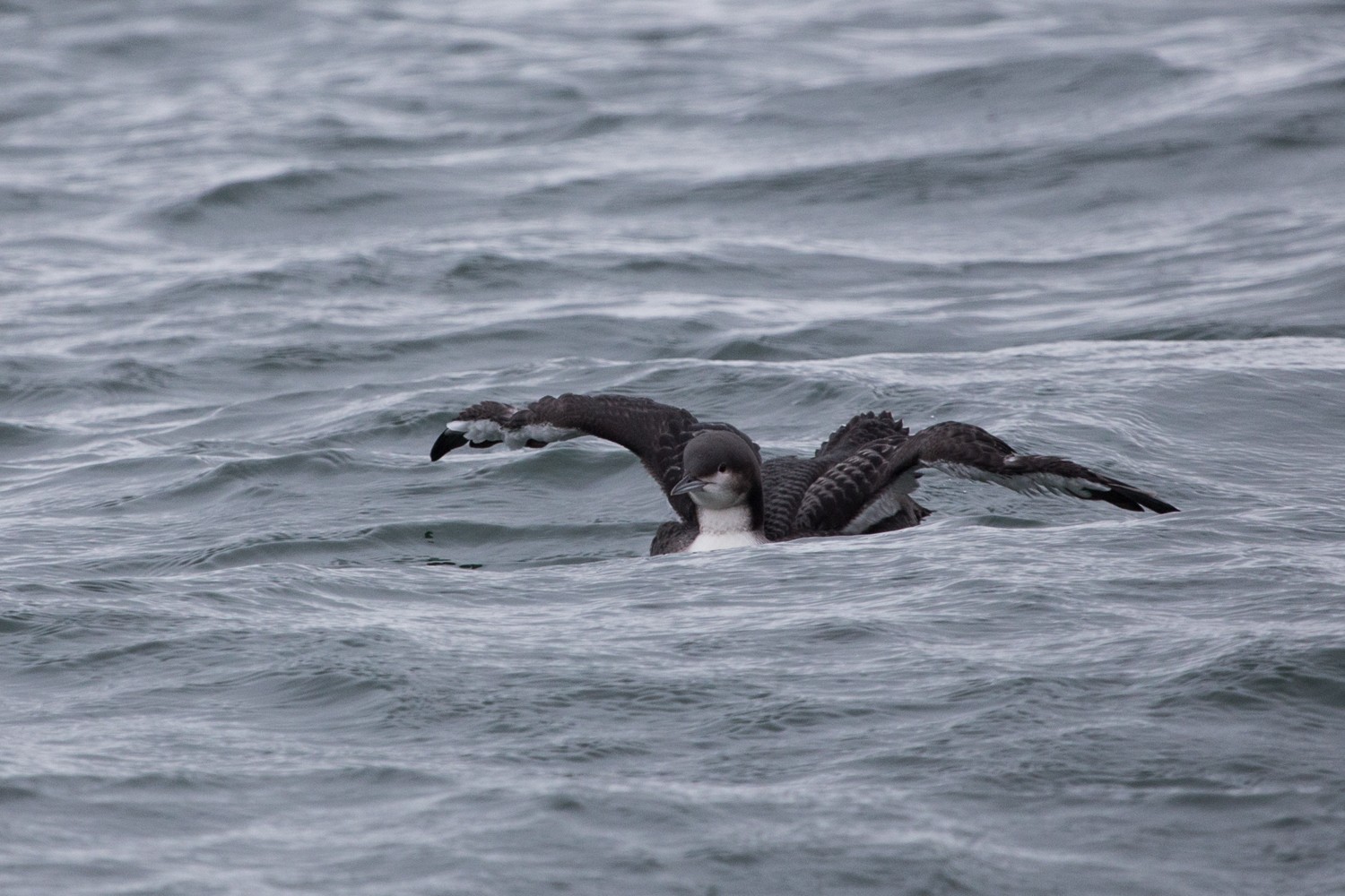 Arctic/Pacific Loon - eBird
