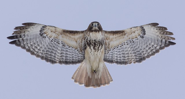 Red Tailed Hawk Wings