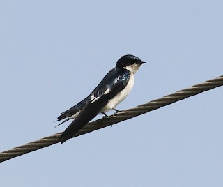 Pied-winged Swallow - Hirundo leucosoma - Birds of the World