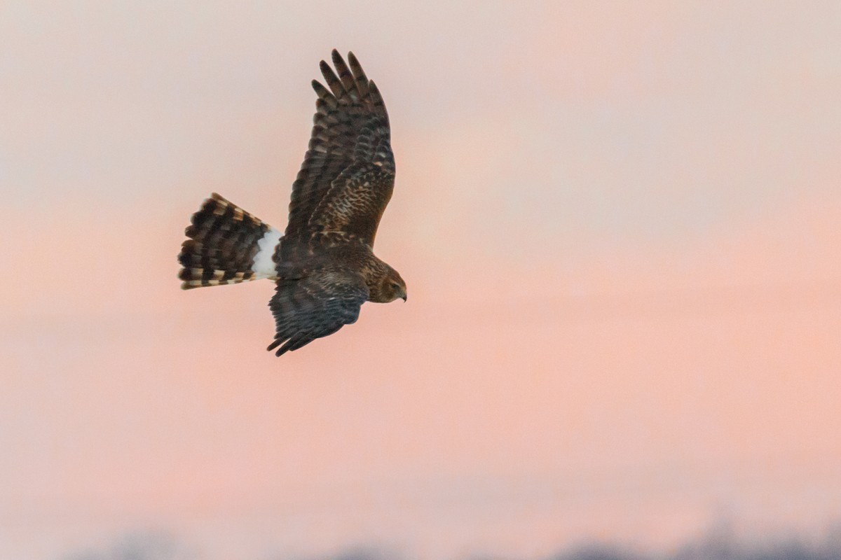 eBird Checklist - 6 Jan 2018 - Granville Schools Land Lab - 8 species