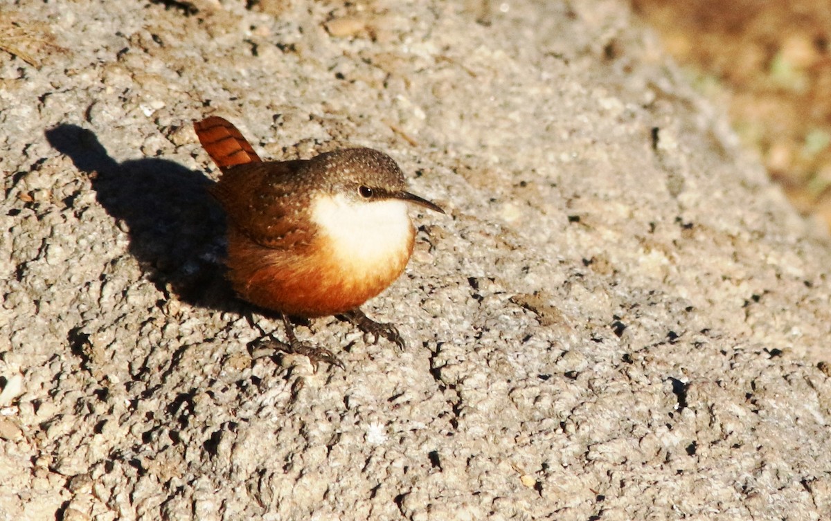 ML81033081 - Canyon Wren - Macaulay Library