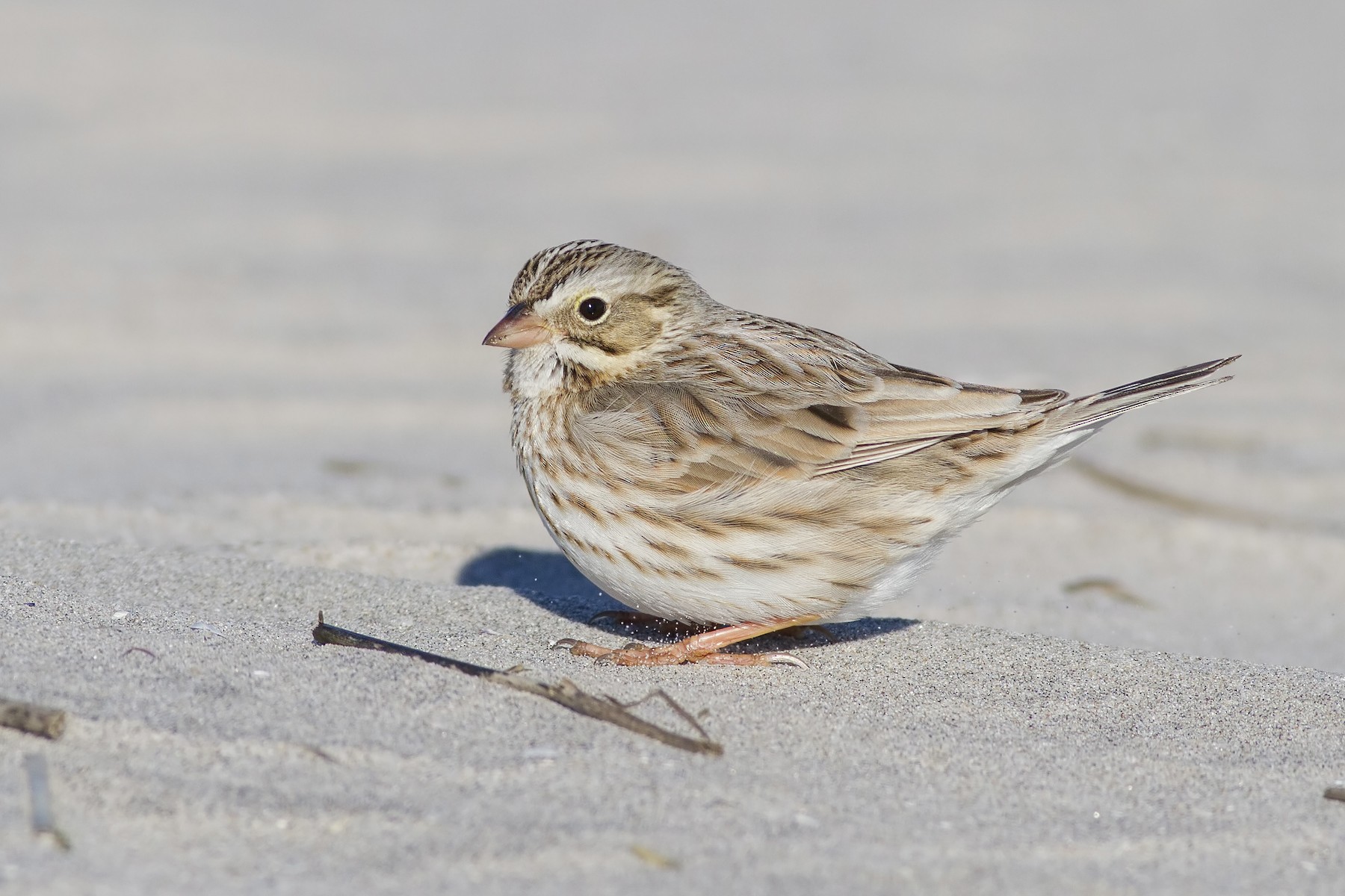 Savannah Sparrow (Ipswich) - eBird