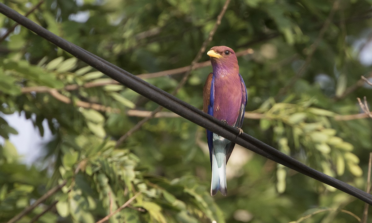 Broad-billed Roller - Eurystomus glaucurus - Birds of the World