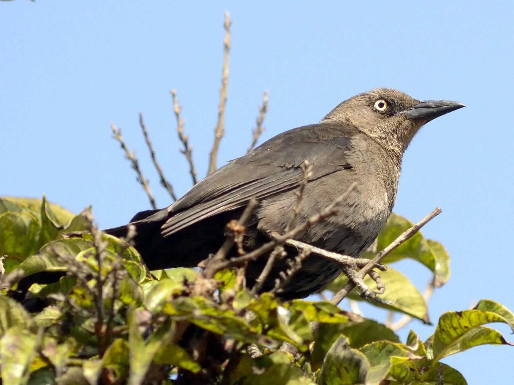 Carib Grackle - eBird