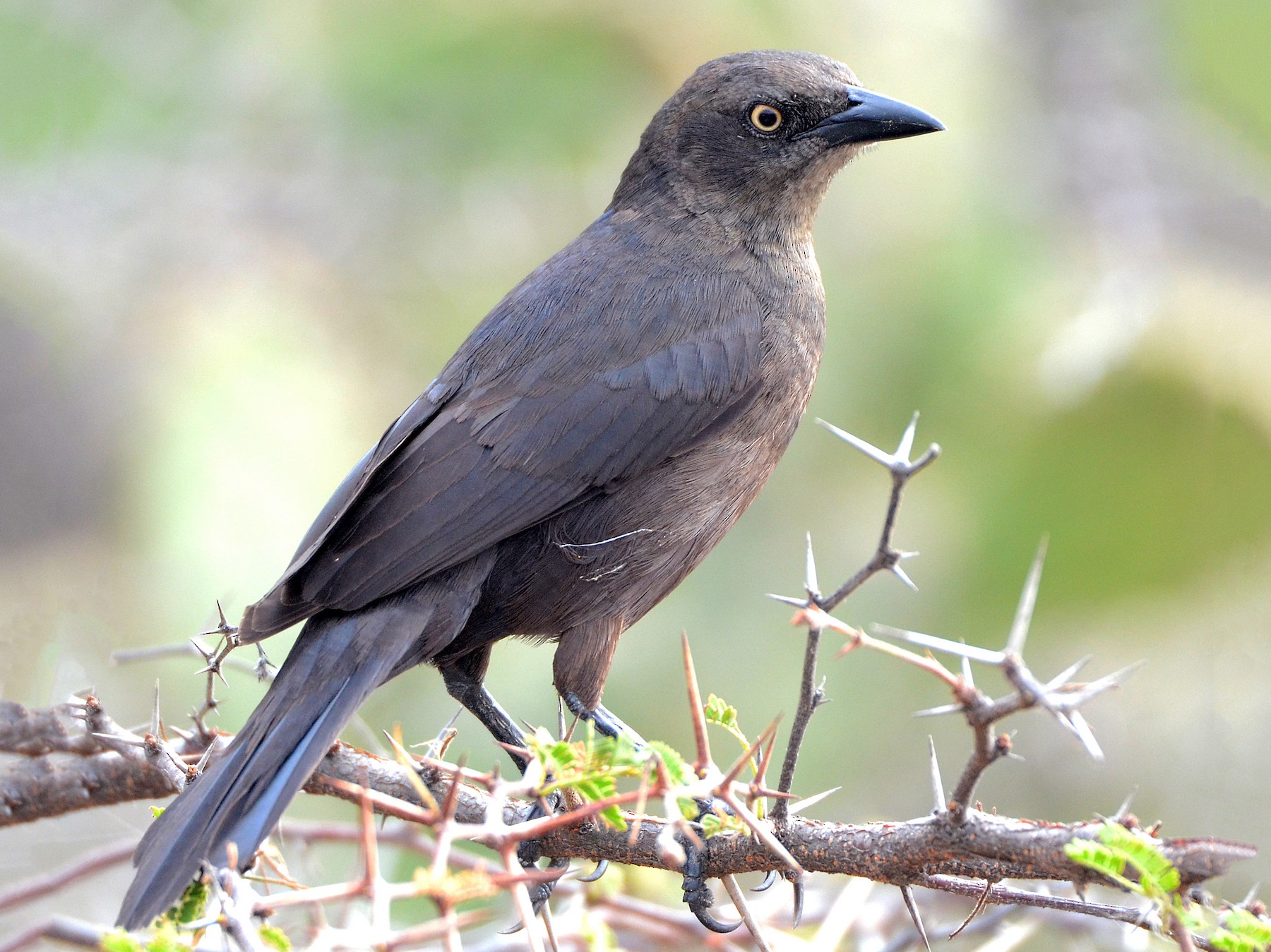 Carib Grackle - eBird