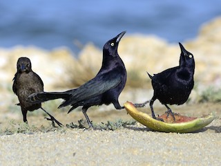 Carib Grackle - eBird