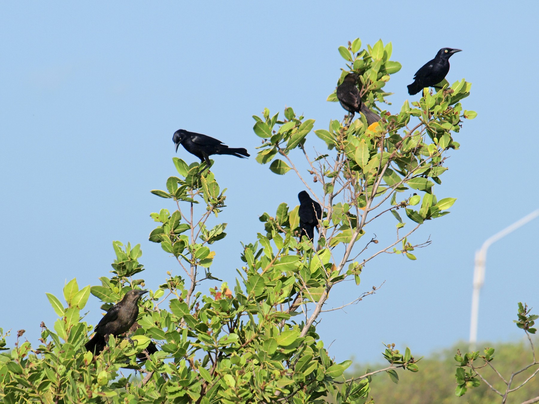 Zanate Caribeño - eBird