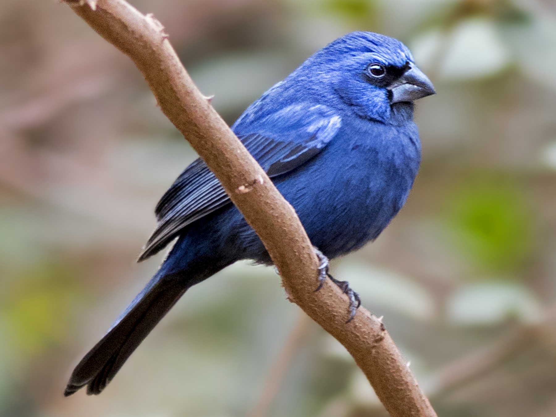 Reinamora Grande - eBird