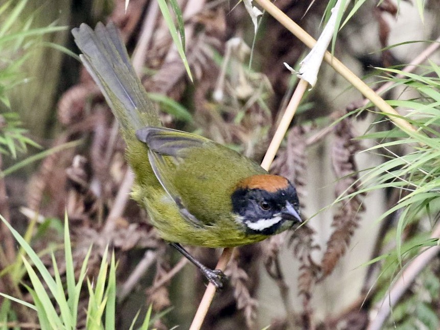Moustached/Merida Brushfinch - eBird