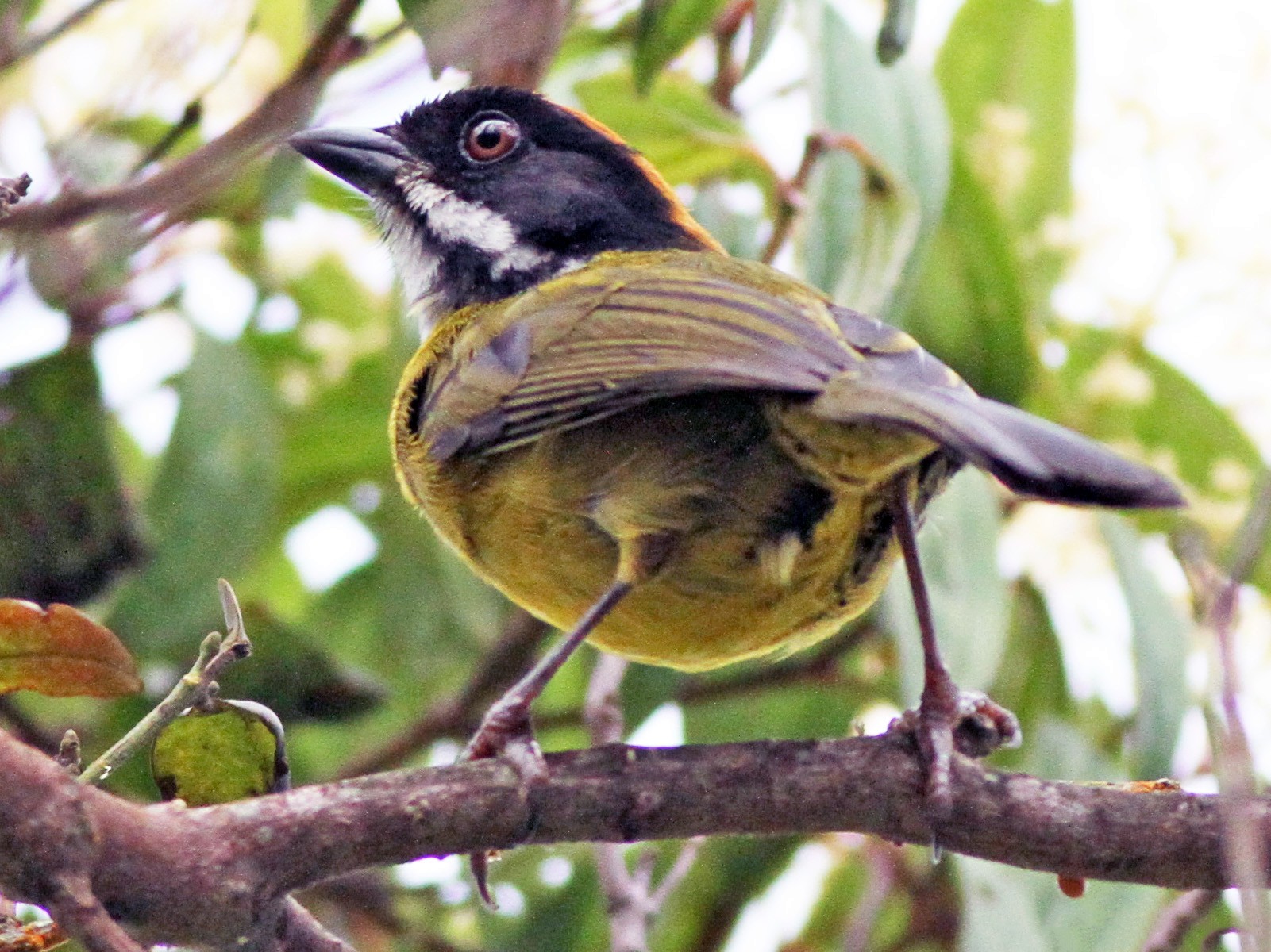 Moustached/Merida Brushfinch - eBird