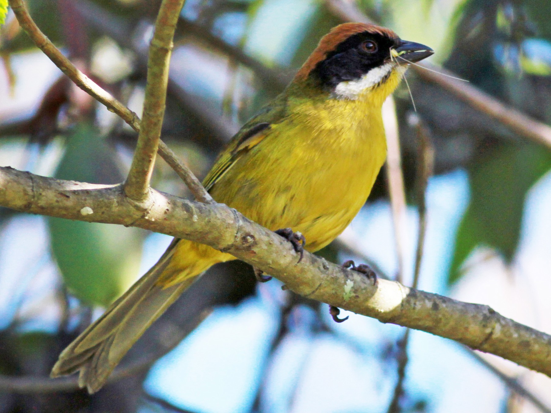 Moustached/Merida Brushfinch - eBird