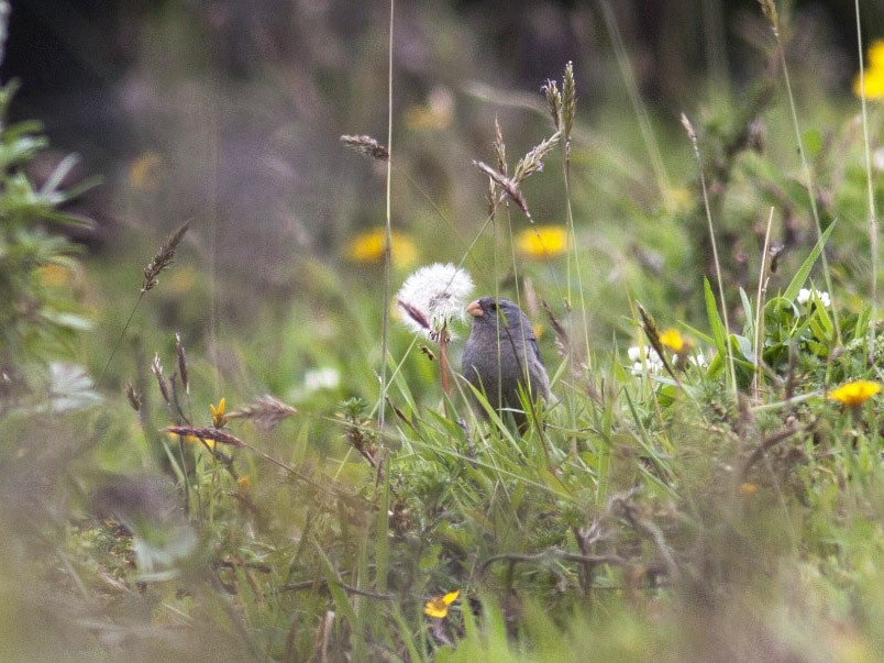Semillero Sencillo - eBird