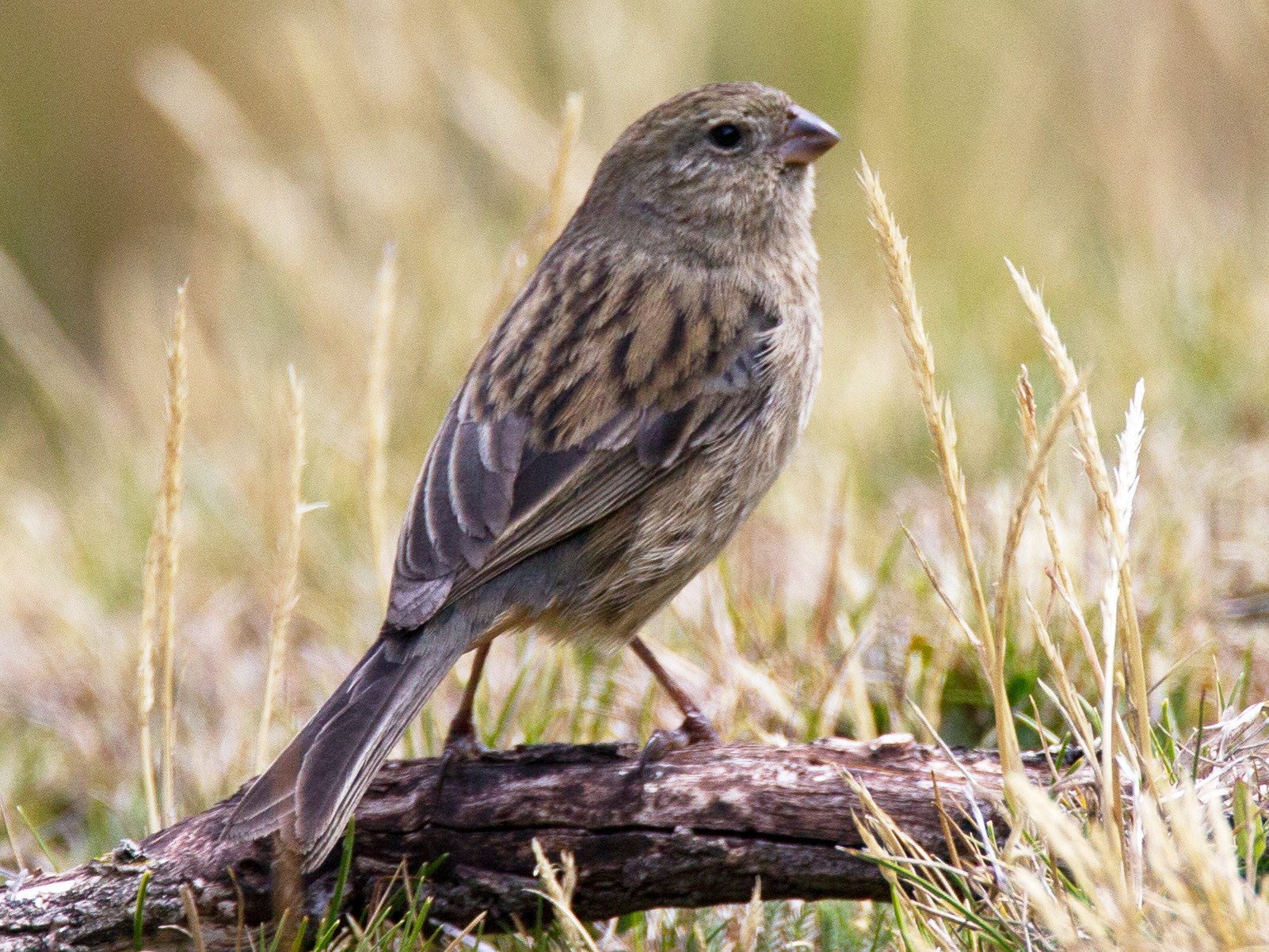 Semillero Sencillo - eBird