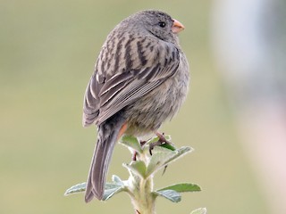 Plain-colored Seedeater - eBird