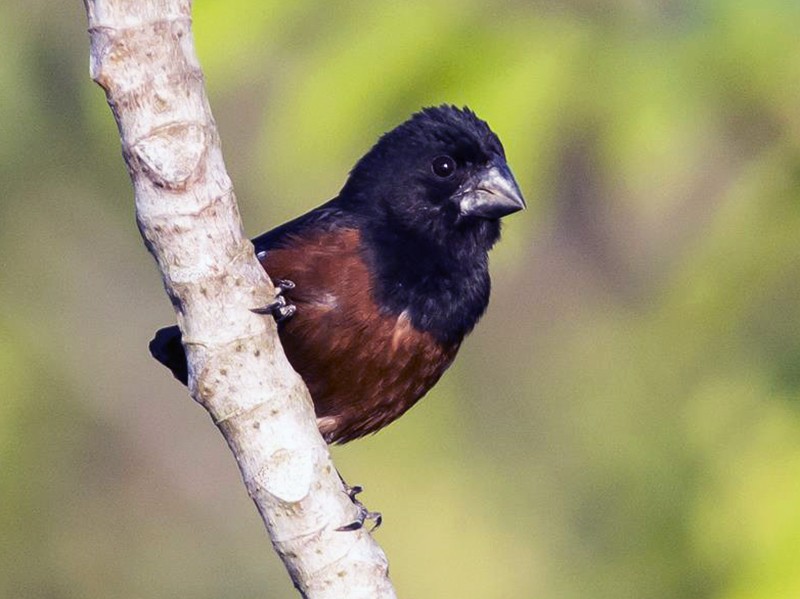 Chestnut-bellied Seed-Finch - eBird