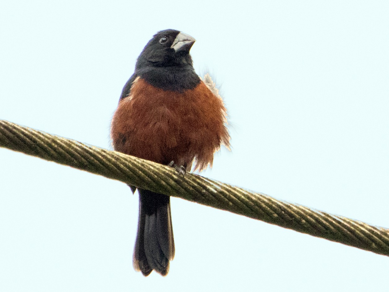 Chestnut-bellied Seed-Finch - eBird