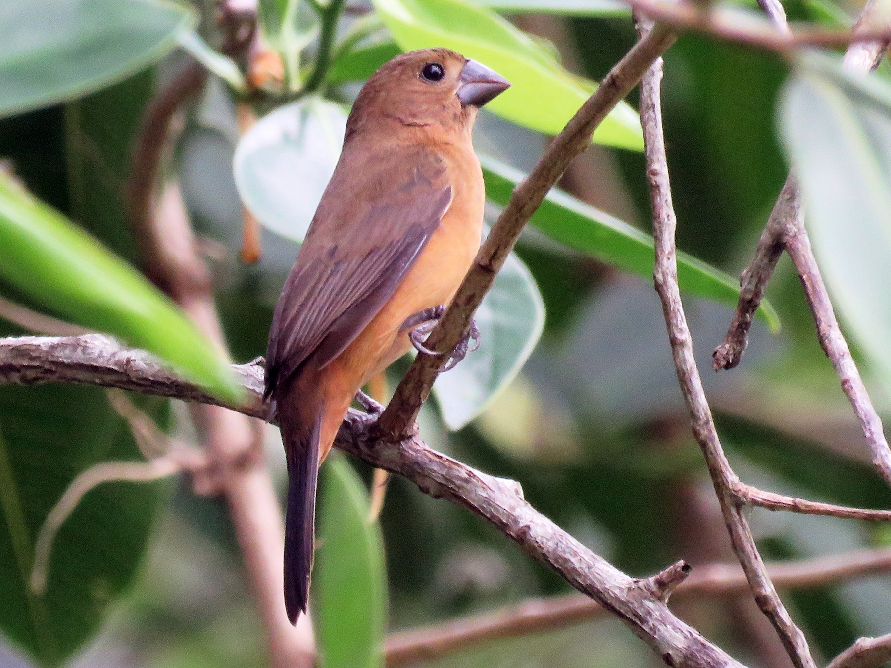 Semillero Curió - eBird
