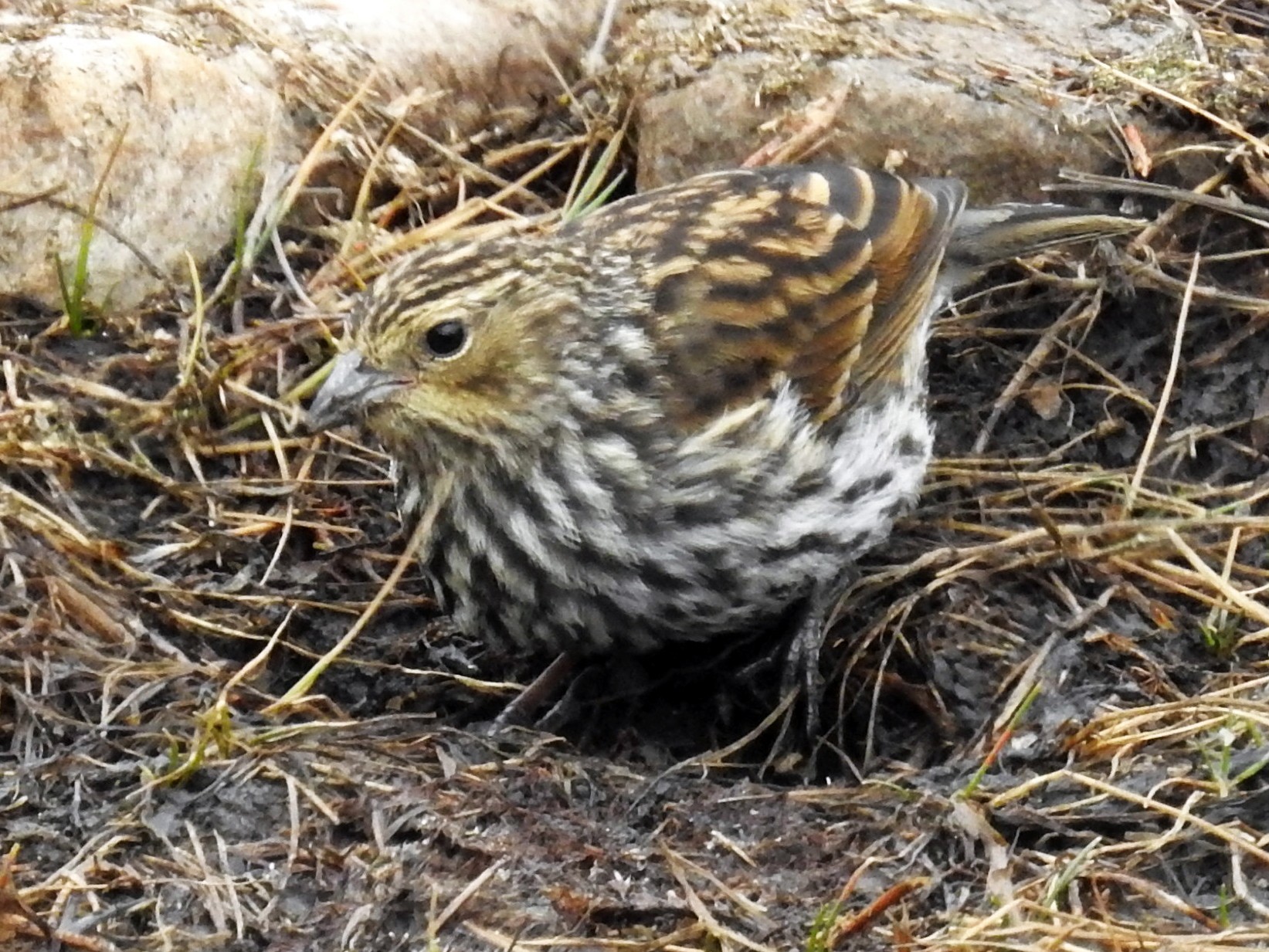 Plumbeous Sierra Finch - eBird