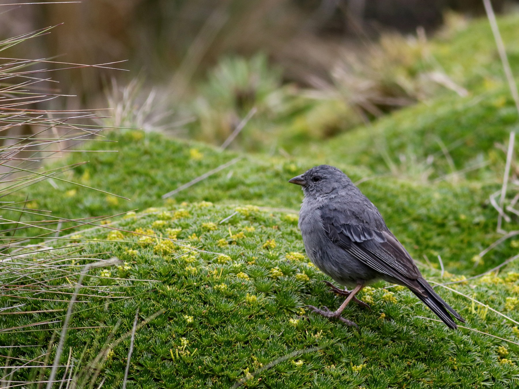 Plumbeous Sierra Finch - eBird