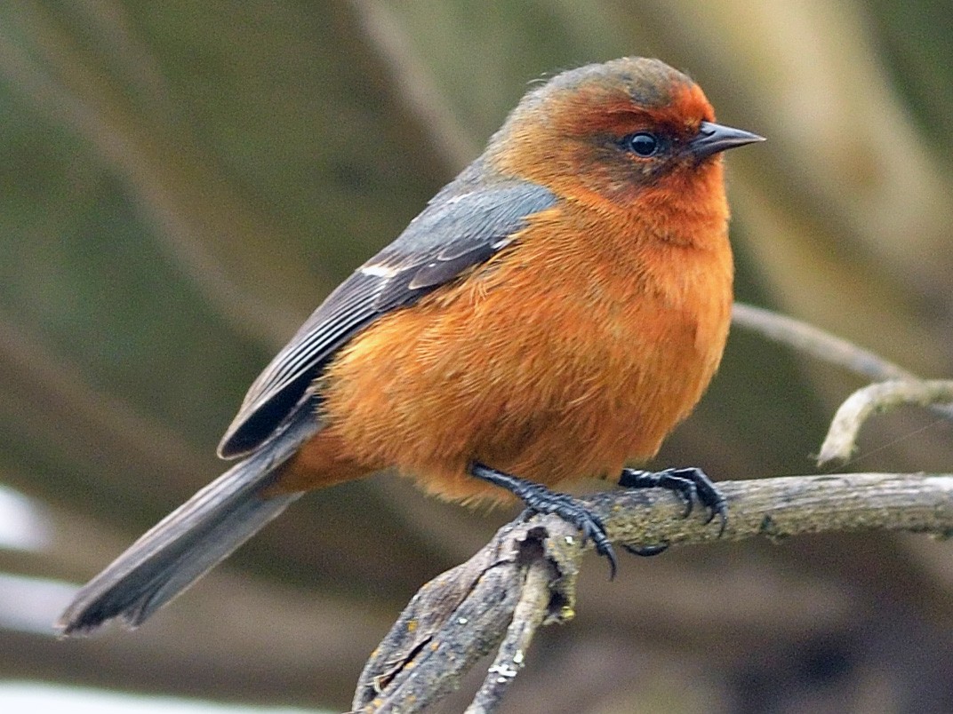 Rufous-browed Conebill - eBird