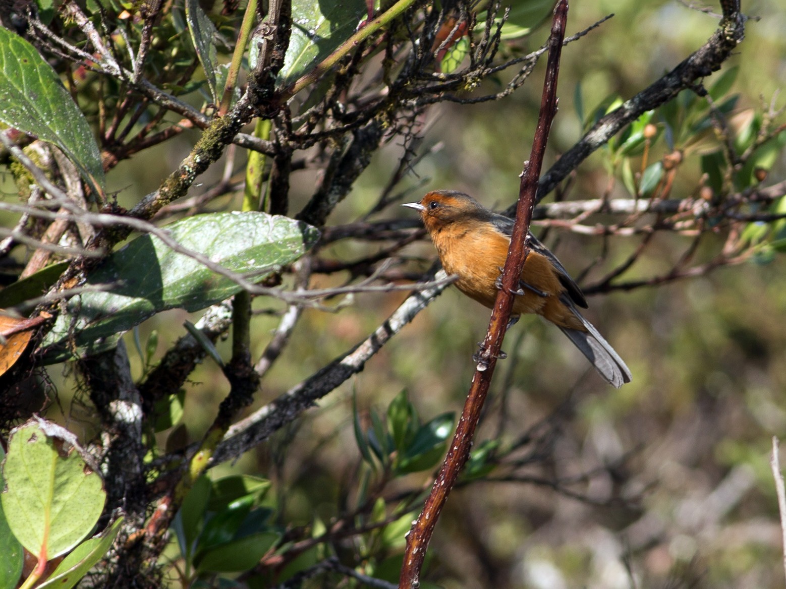 Rufous-browed Conebill - eBird