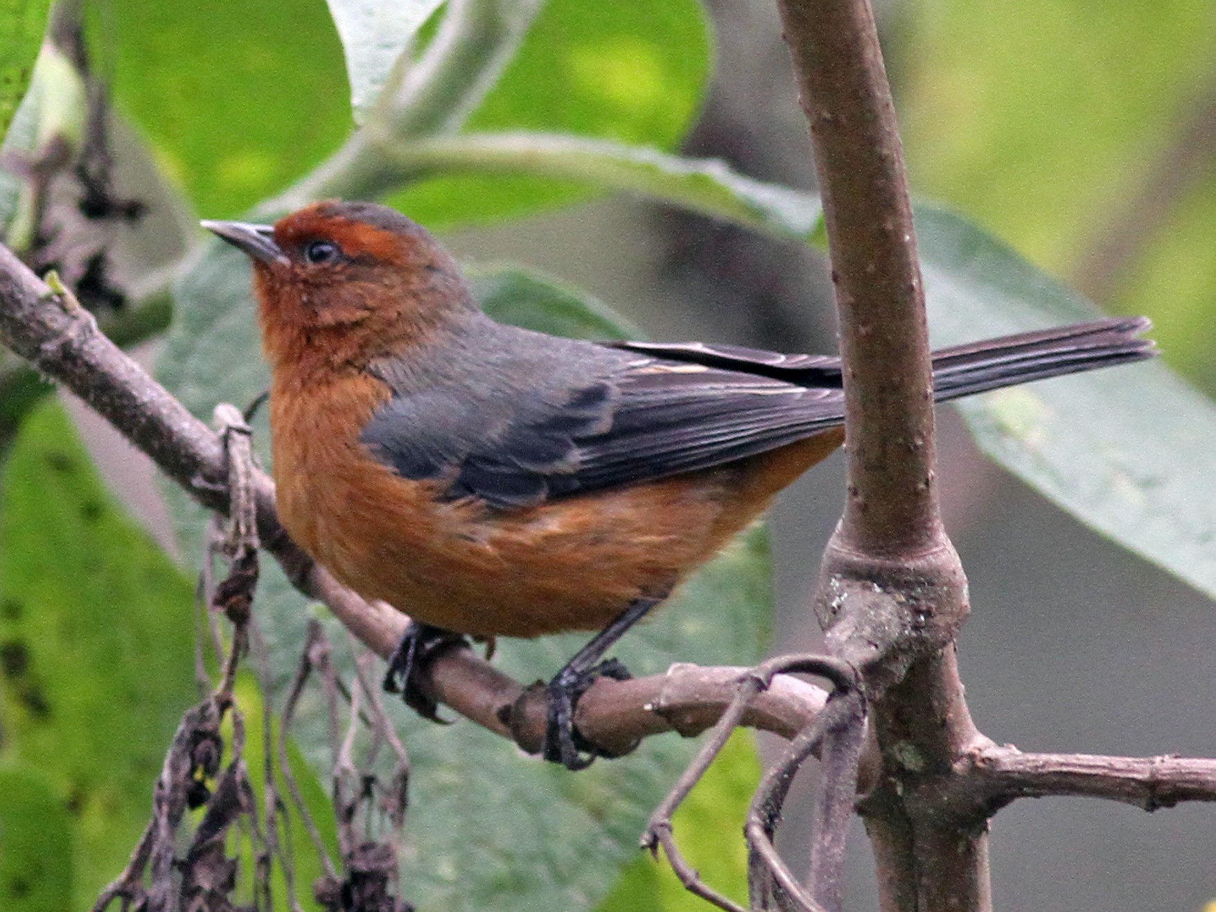Rufous-browed Conebill - eBird