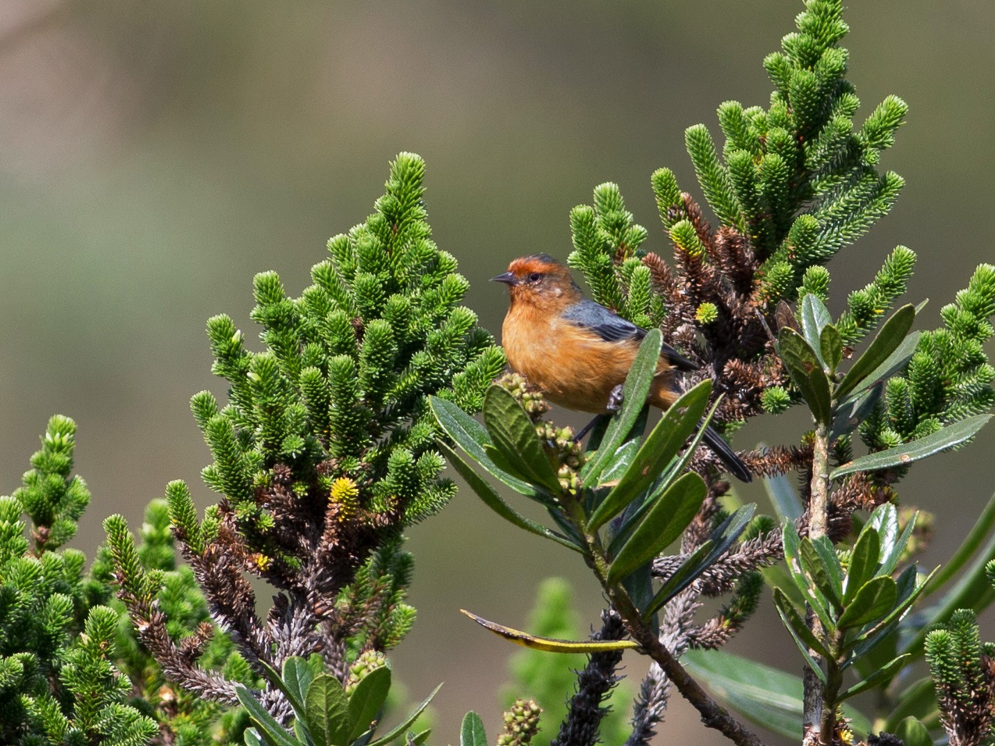 Rufous-browed Conebill - eBird