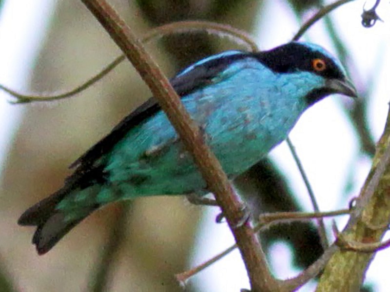 Turquoise Dacnis - eBird